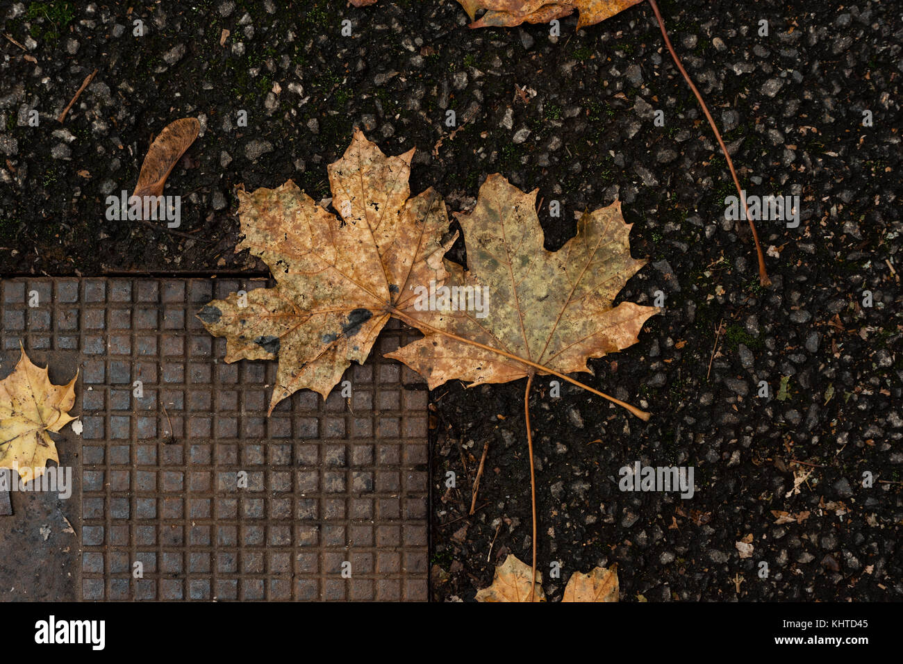 Autumn Leaves On Drainage Sewer Hatch With Grating Stock Photo - Alamy