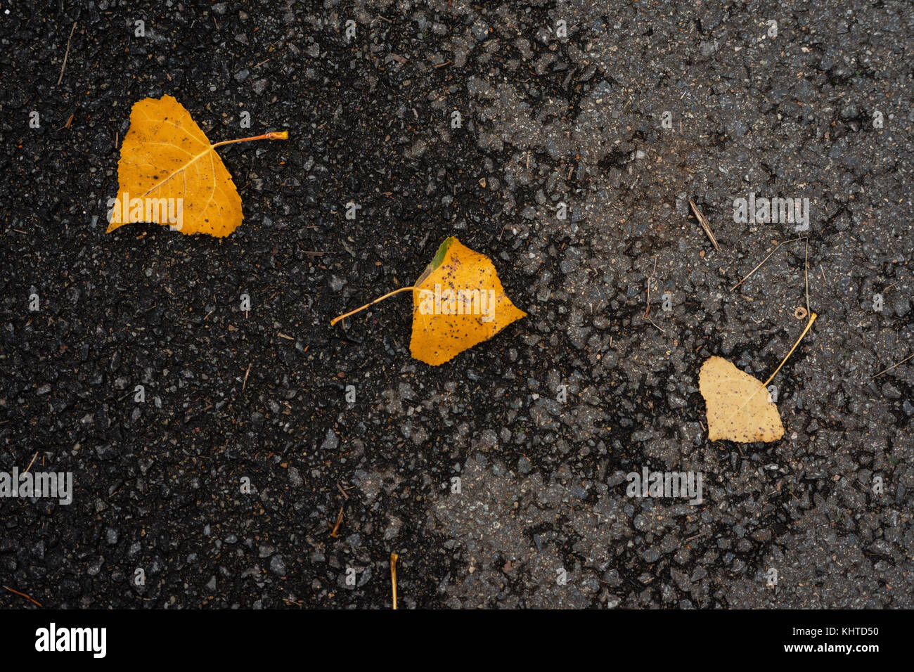 Autumn Leaves On The Asphalt Concrete Pavement Stock Photo - Alamy