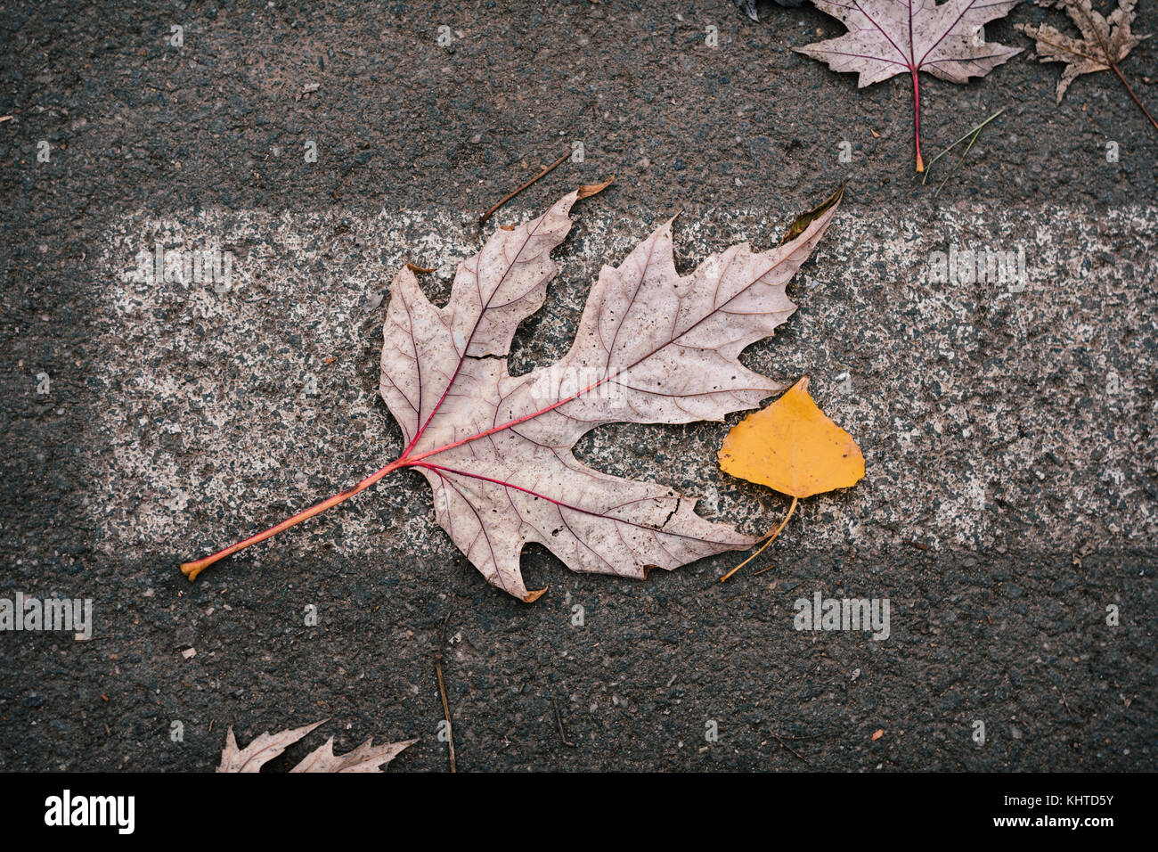 Autumn Leaves On The Asphalt Concrete Pavement Stock Photo - Alamy