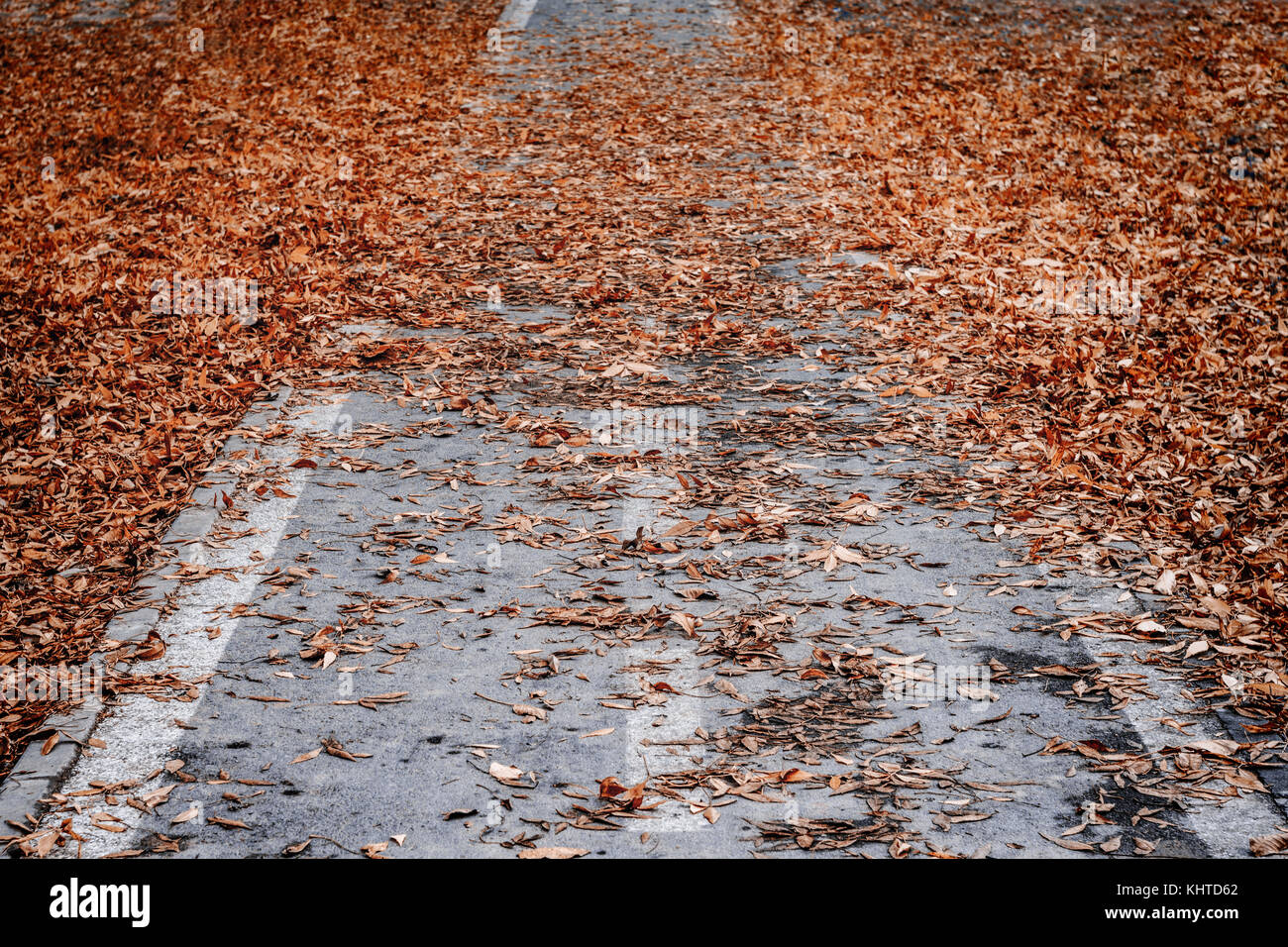 Autumn Leaves On The Asphalt Concrete Pavement Stock Photo - Alamy