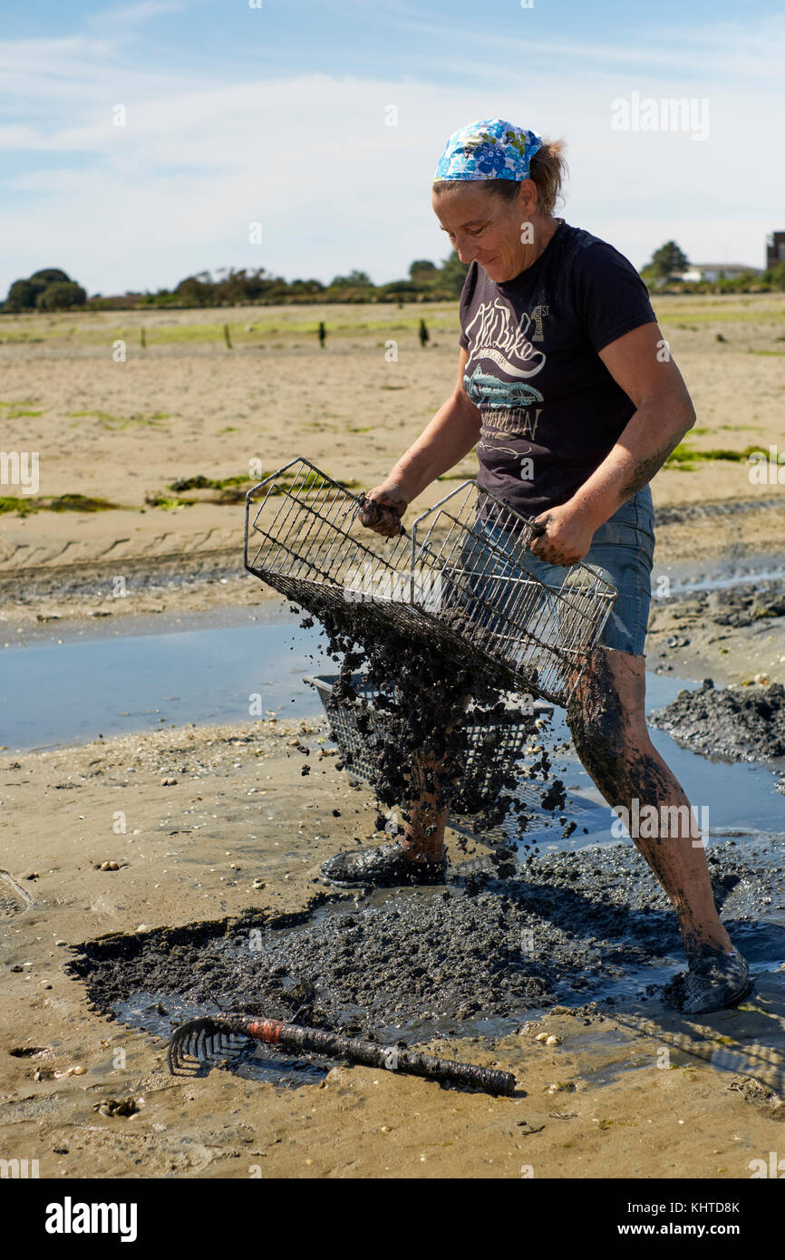 Cockle farming at low tide in Le Croisic on the Guerande Peninsula in ...