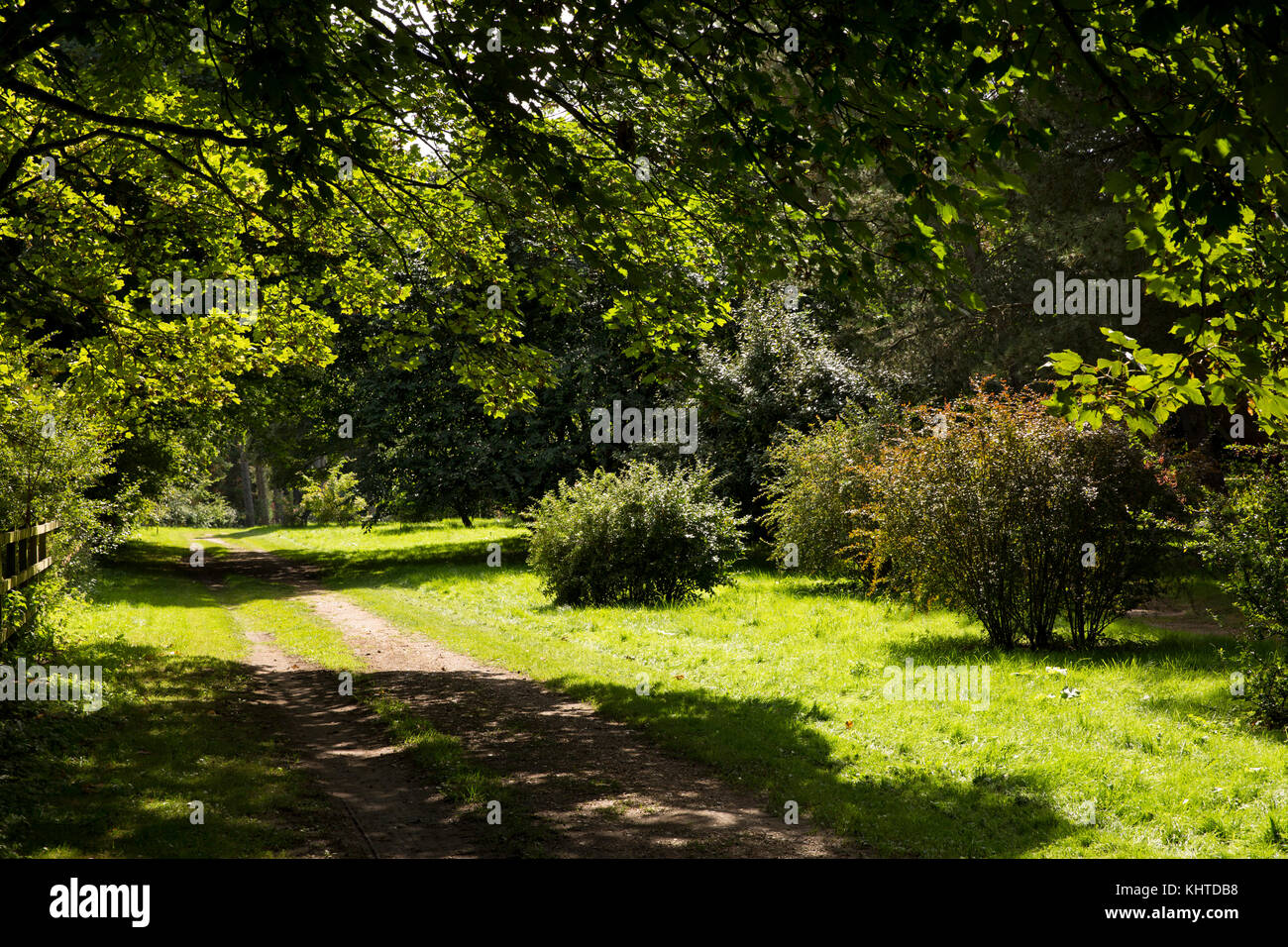 UK, England, Norfolk, The Brecks, Mundford, Lynford Arboretum, path ...