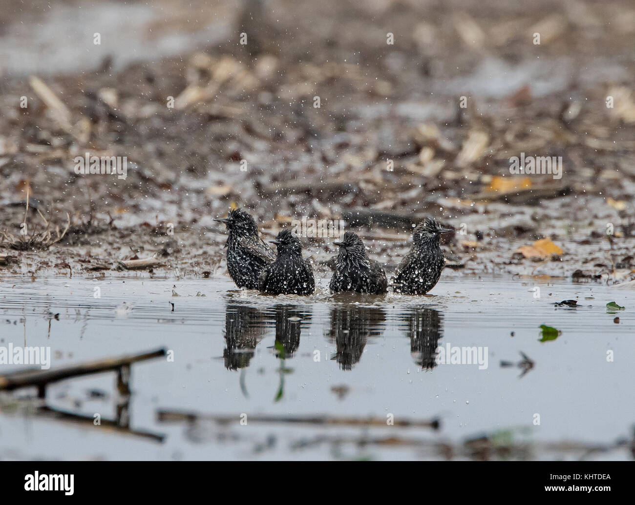 Starlings bathing in puddle Stock Photo - Alamy