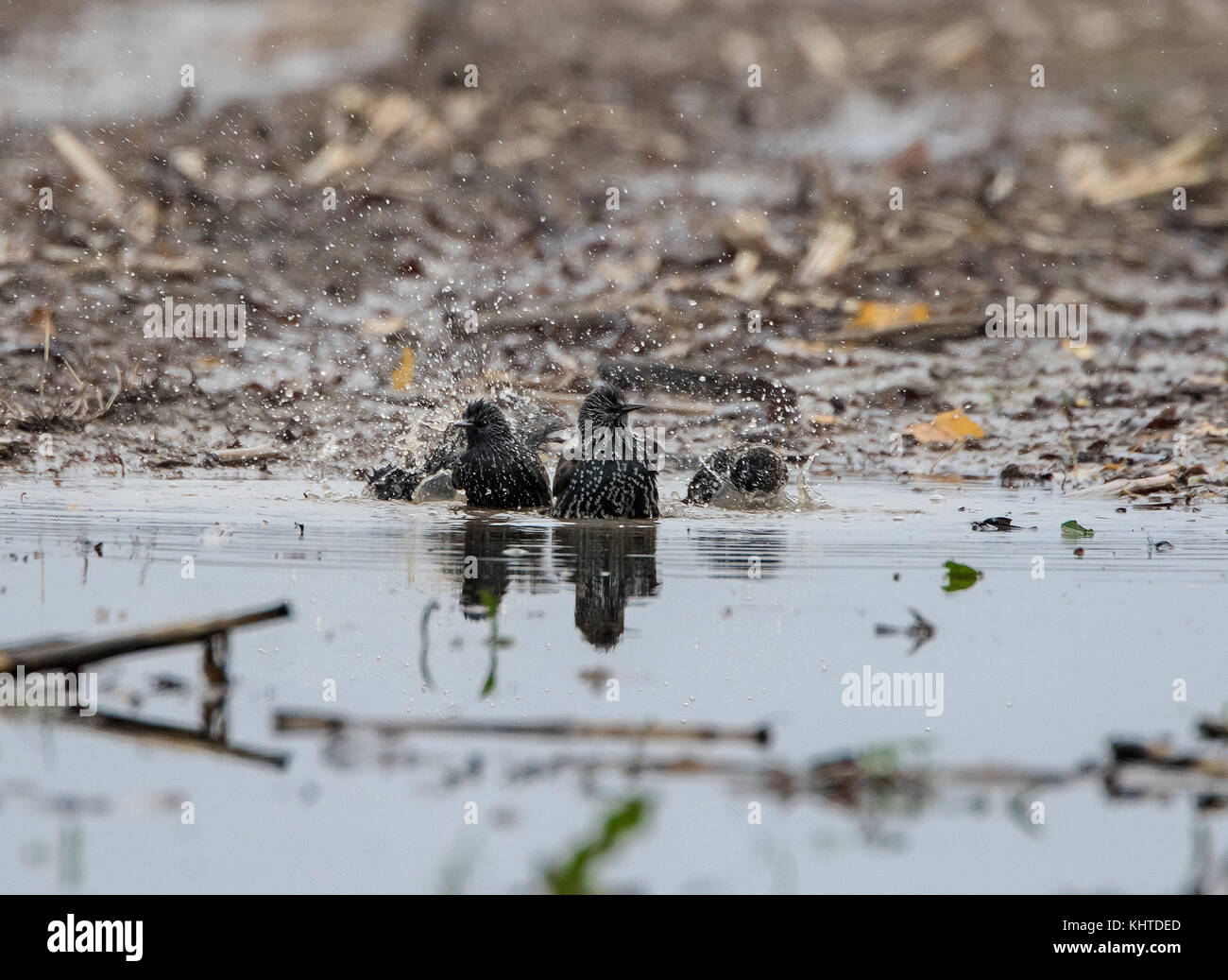 Starlings bathing in puddle Stock Photo - Alamy