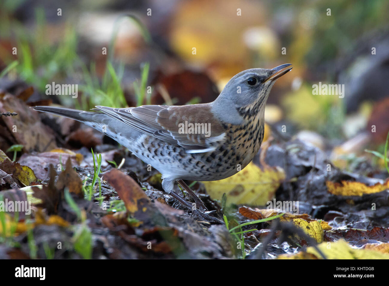 Field fare Turdus Polaris drinking from puddle Stock Photo - Alamy