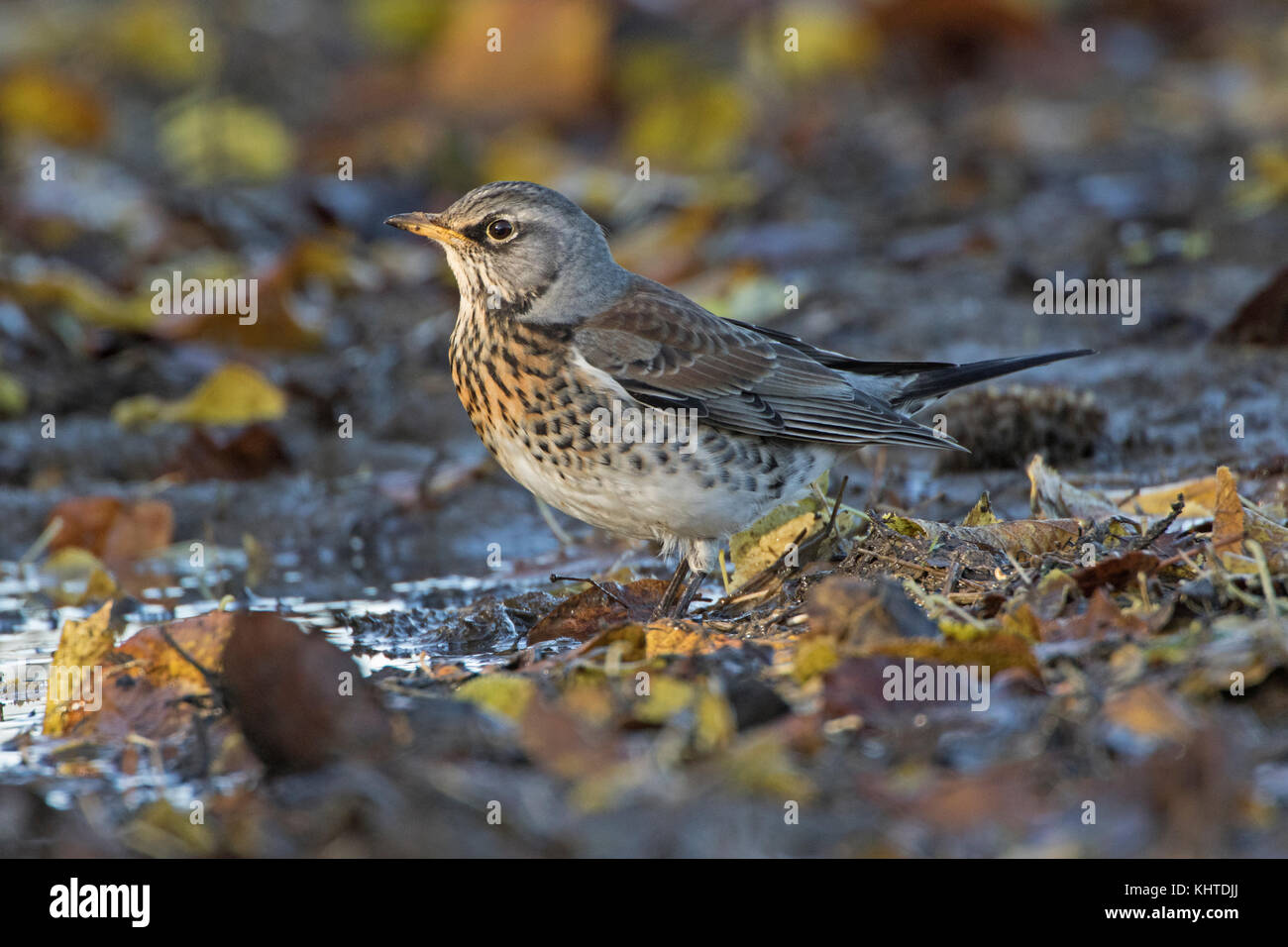 Fieldfare Turdus pilaris with autumn colours Stock Photo - Alamy