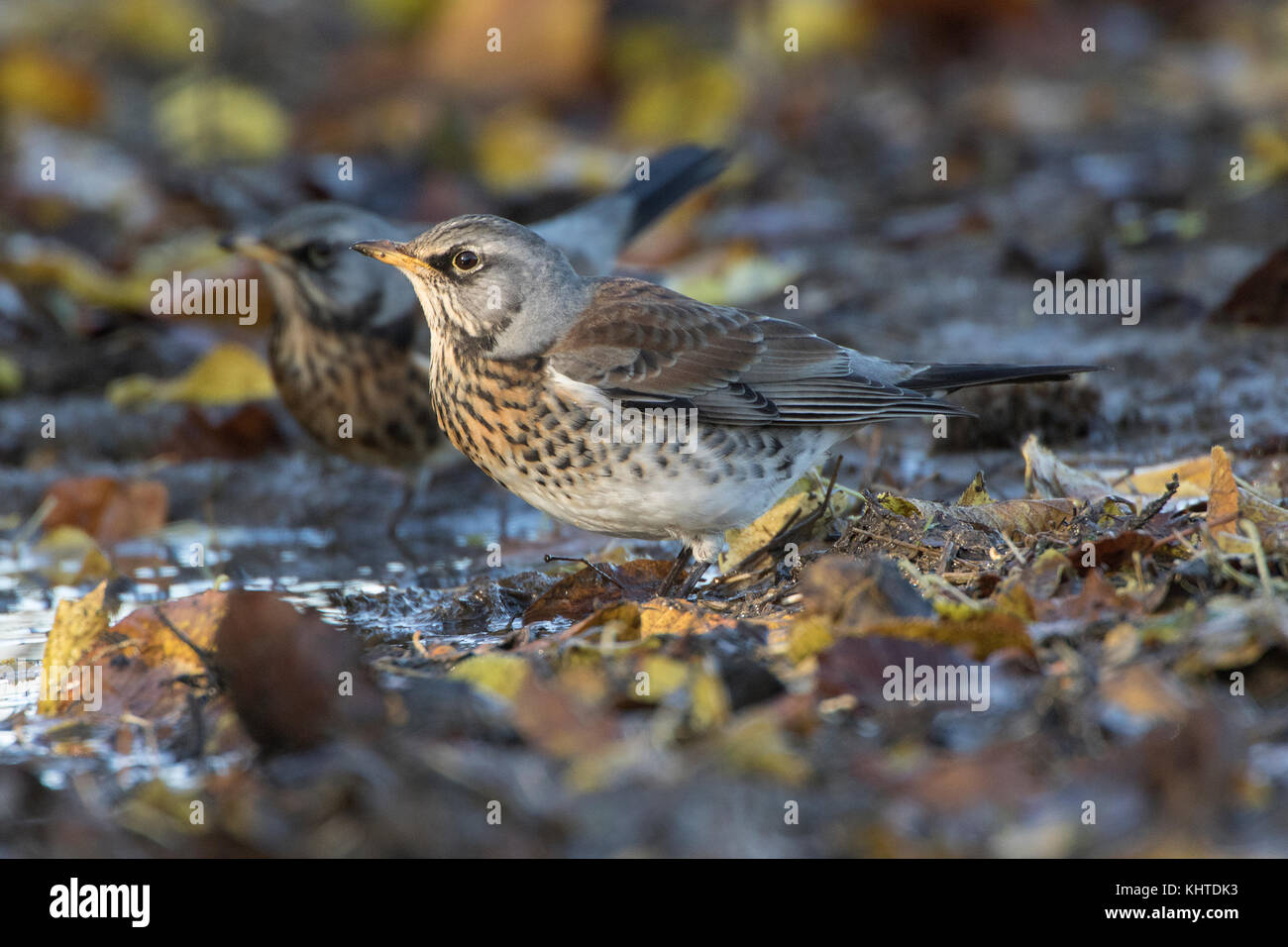 Fieldfare Turdus pilaris with autumn colours Stock Photo - Alamy