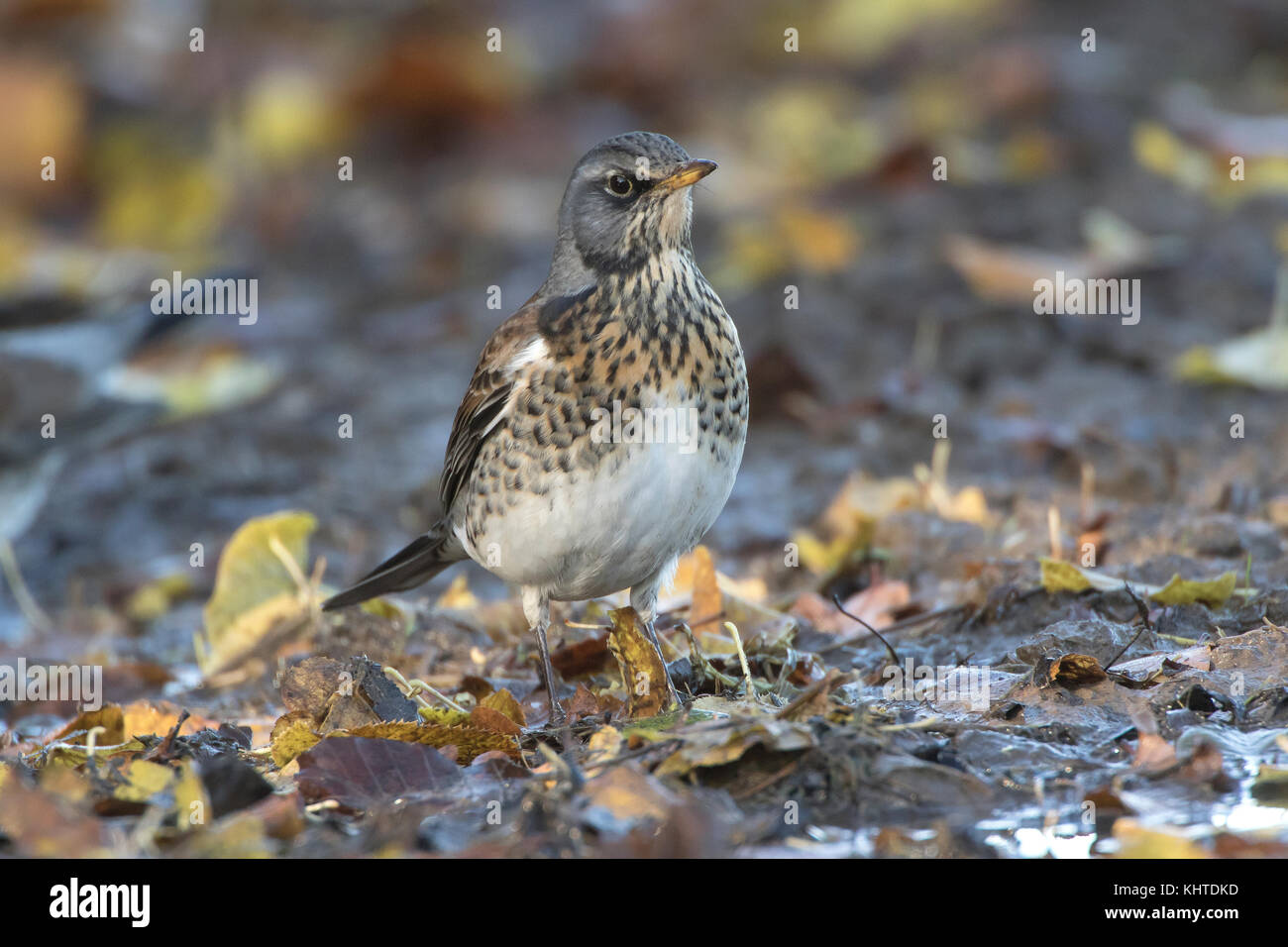 Fieldfare Turdus pilaris with autumn colours Stock Photo - Alamy
