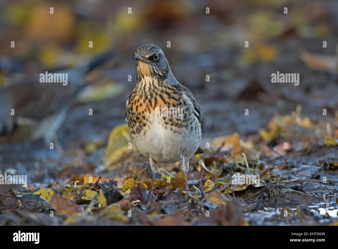Fieldfare Turdus pilaris with autumn colours Stock Photo - Alamy