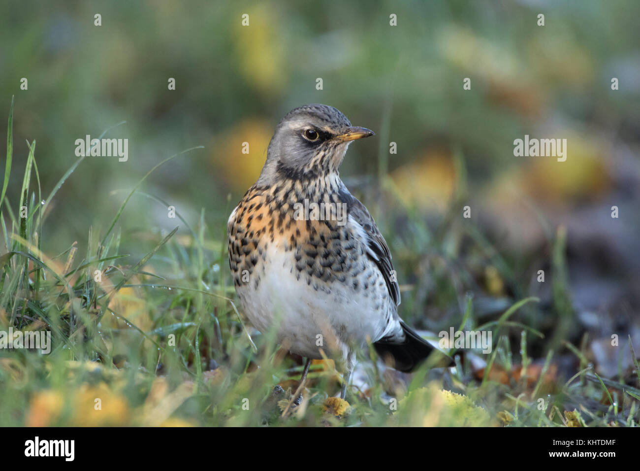 Fieldfare Turdus pilaris with autumn colours Stock Photo - Alamy