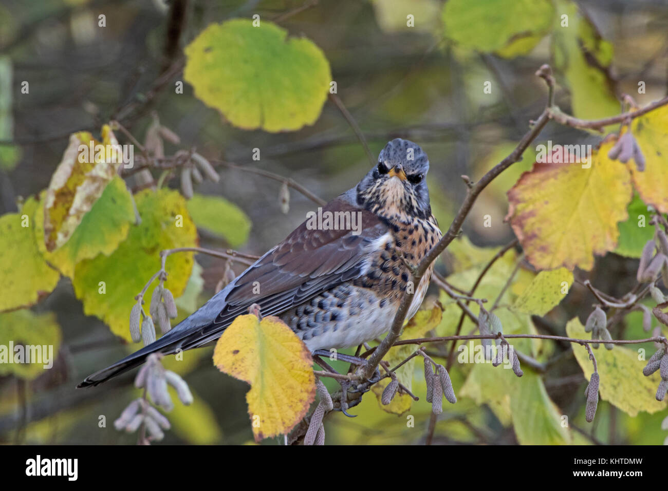 Fieldfare Turdus pilaris with autumn colours Stock Photo - Alamy