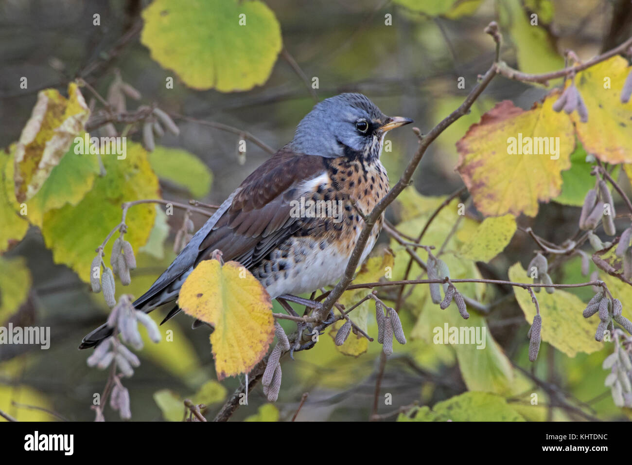 Fieldfare autumn colours Stock Photo - Alamy