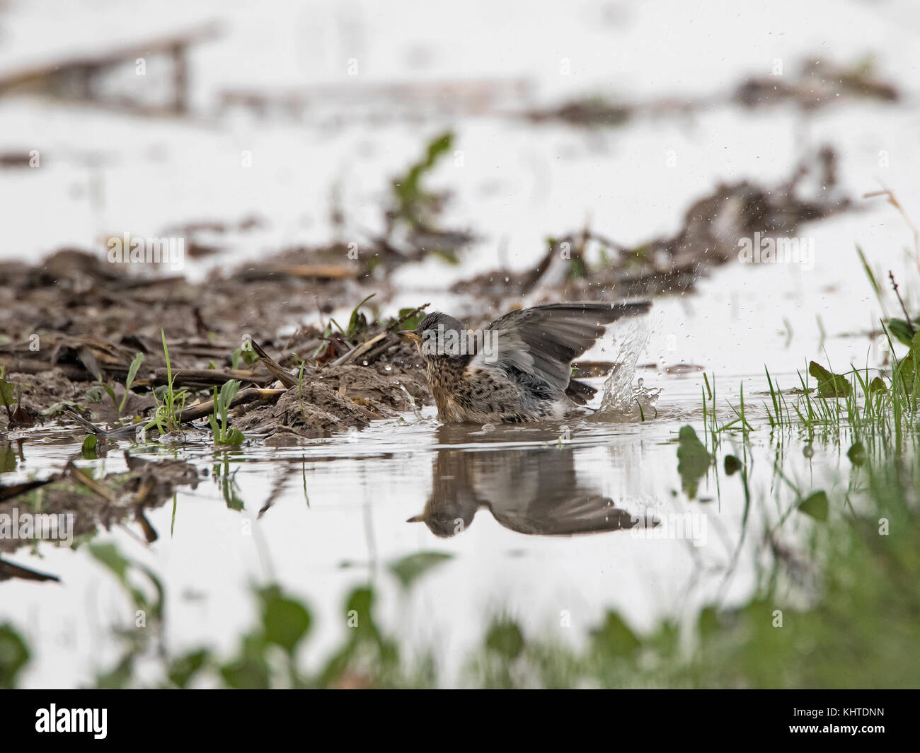 Fieldfare bathing in puddle Stock Photo - Alamy