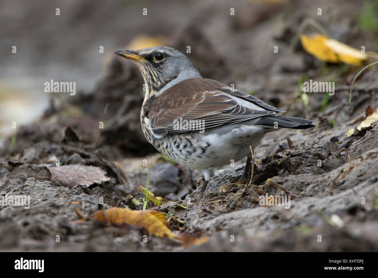 Field fare Turdus Polaris drinking from puddle Stock Photo - Alamy