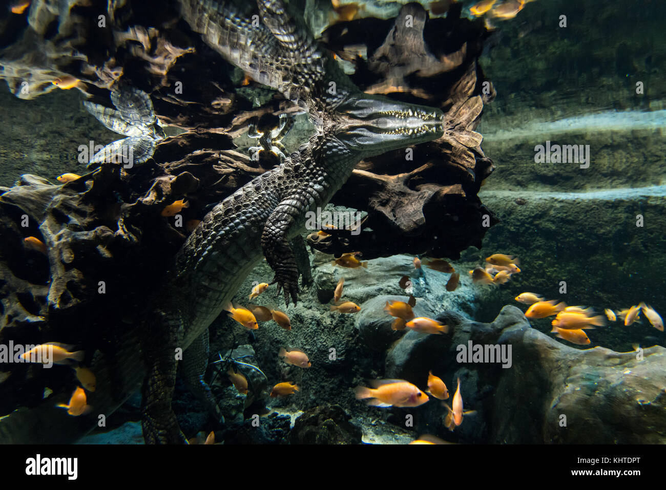 Big head fishes hi-res stock photography and images - Alamy