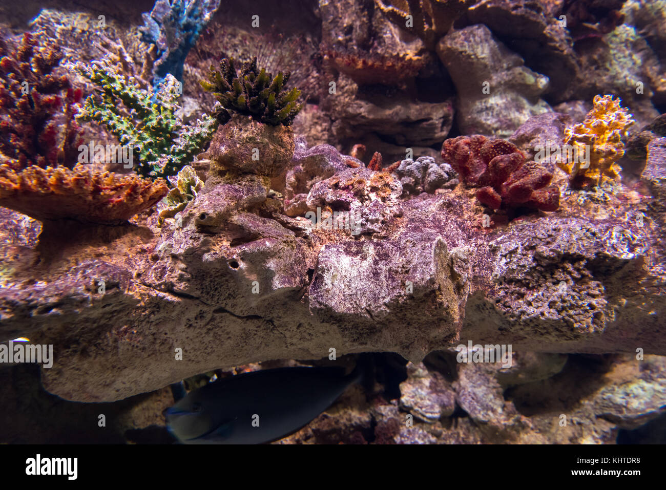 Real corals at the aquarium. Small ecosystem Stock Photo - Alamy