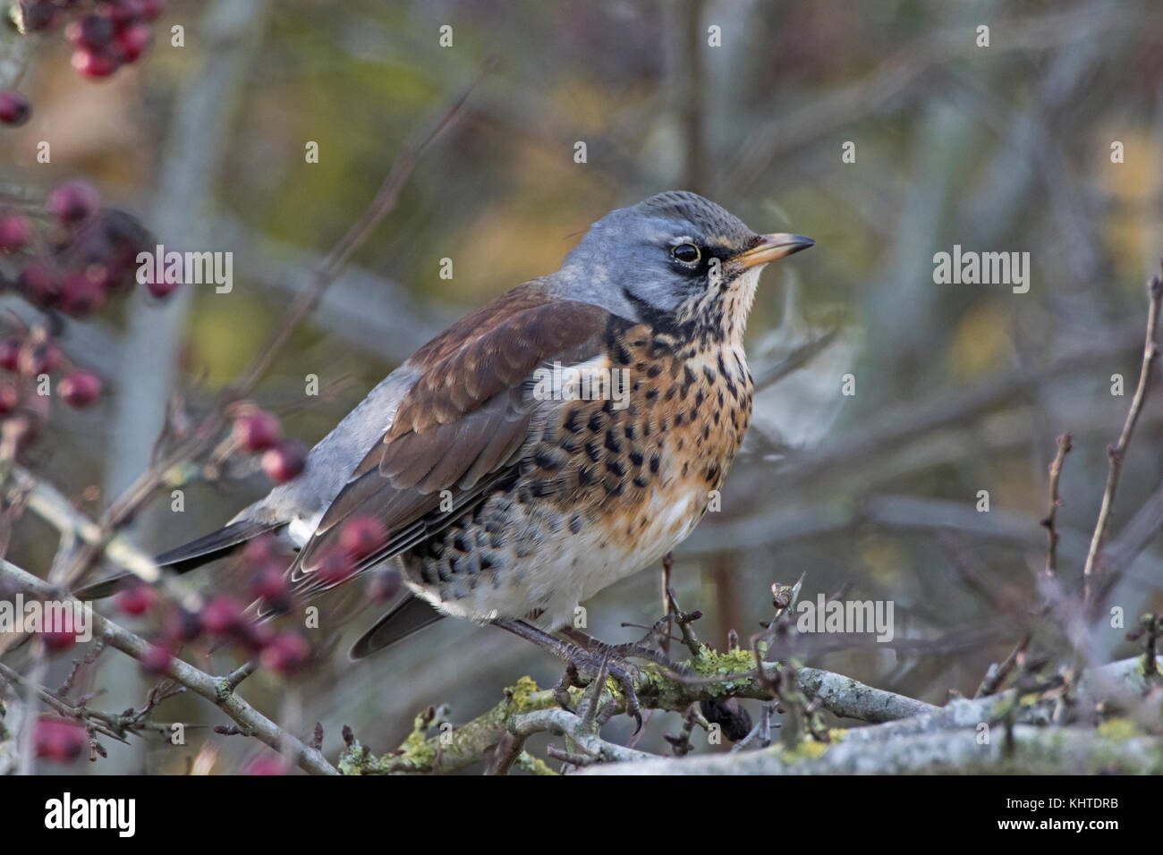 Fieldfare autumn colours Stock Photo - Alamy