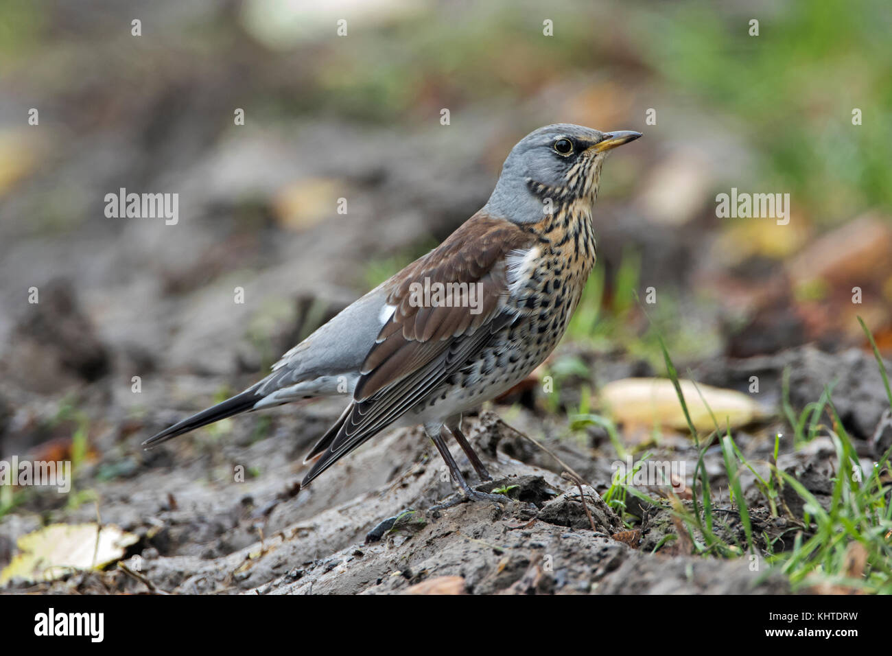 Field fare Turdus Polaris drinking from puddle Stock Photo - Alamy