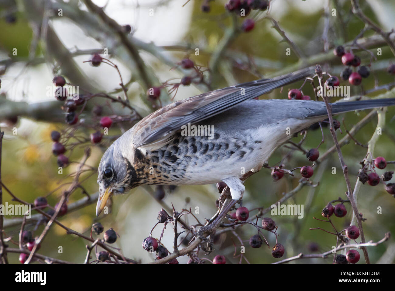 Fieldfare autumn colours Stock Photo - Alamy