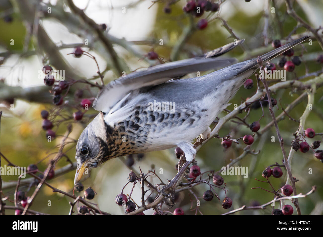 Fieldfare autumn hi-res stock photography and images - Alamy