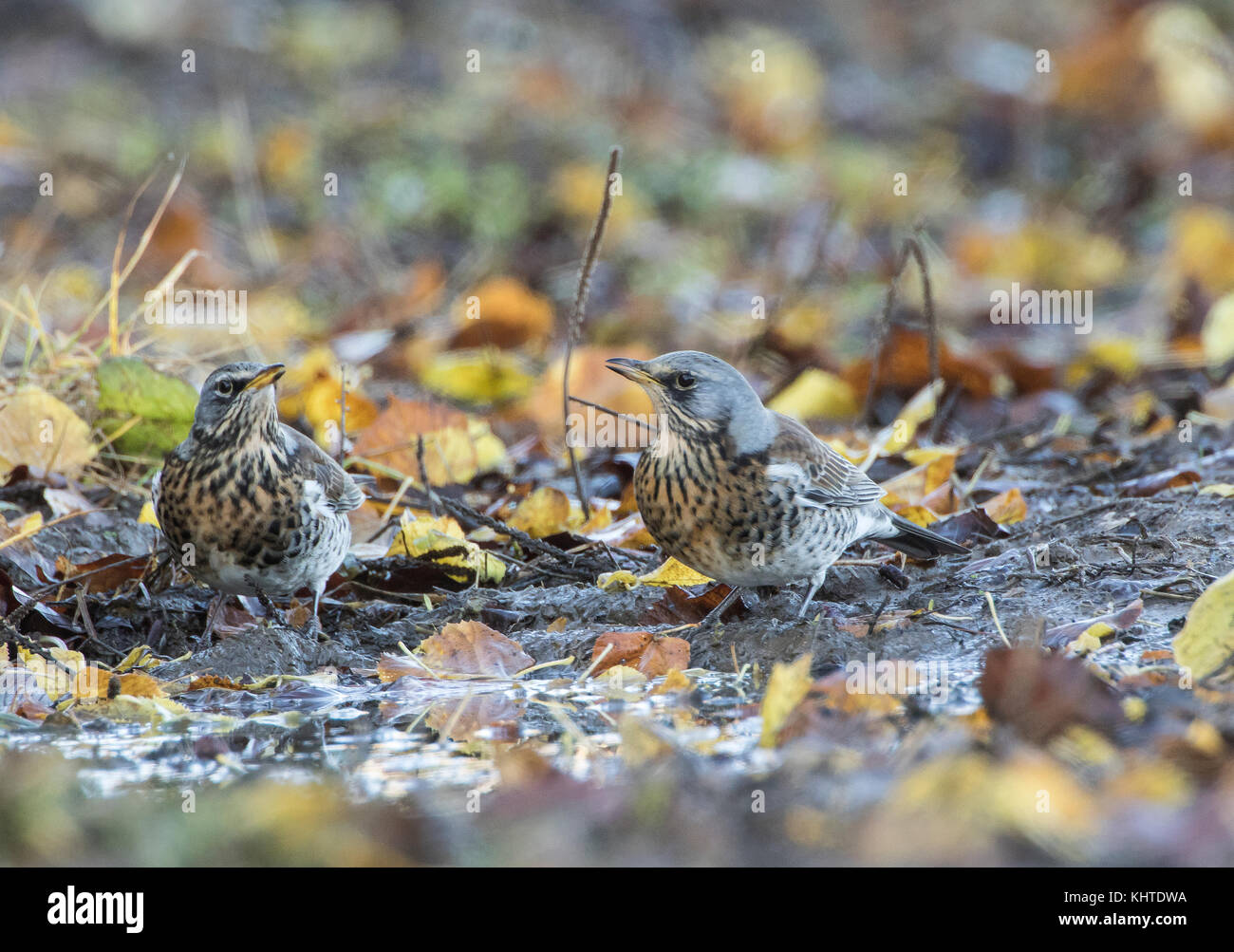 Field fare Turdus Polaris drinking from puddle Stock Photo - Alamy
