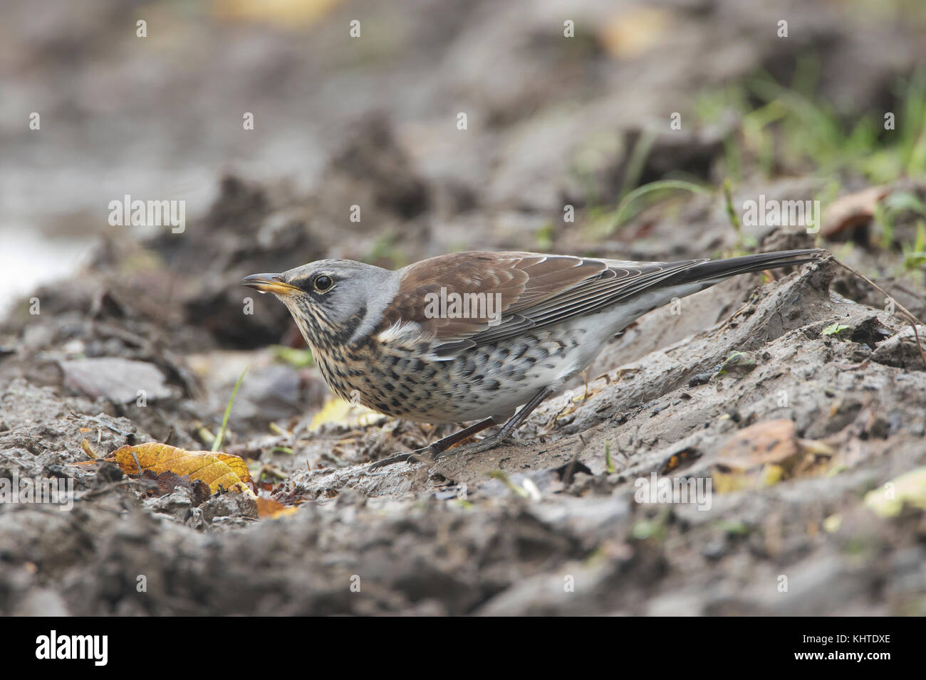 Field fare Turdus Polaris drinking from puddle Stock Photo - Alamy