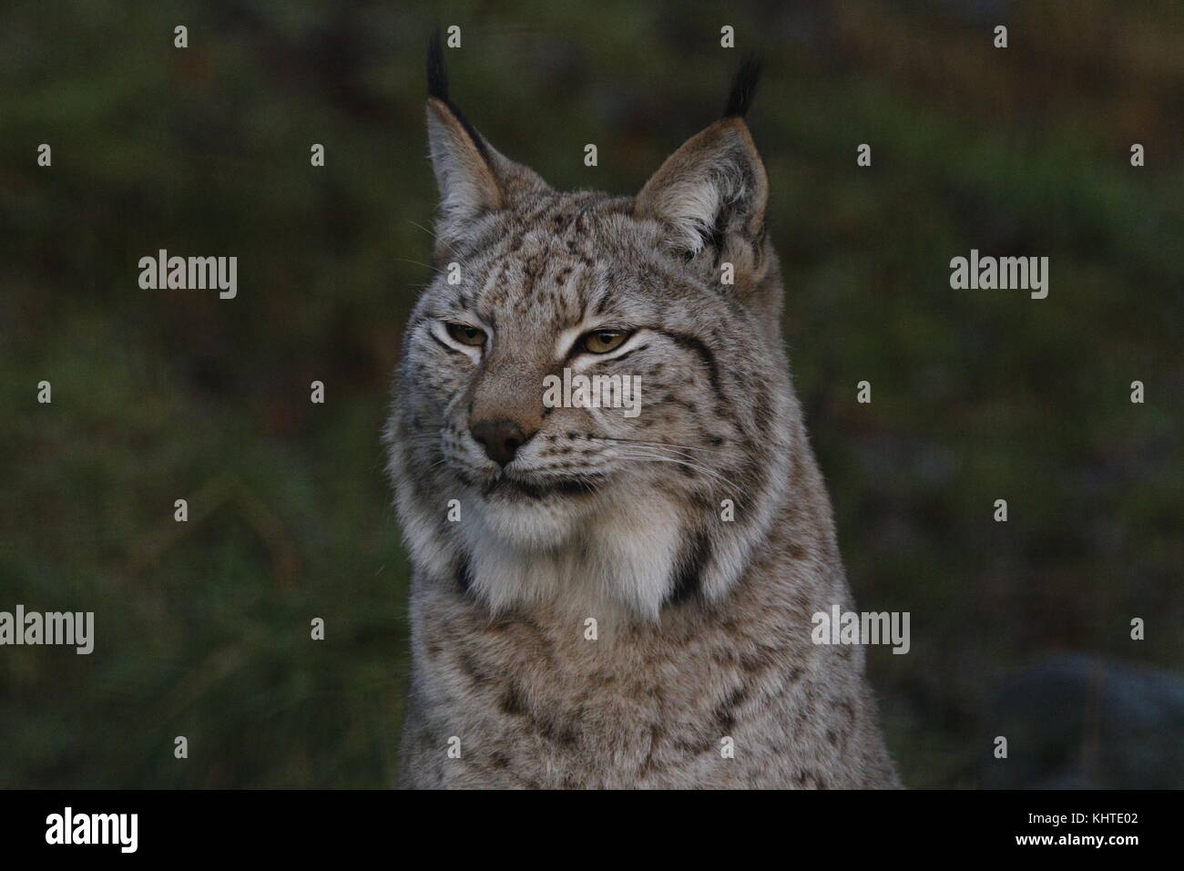euroasian lynx, Lynx lynx, captive, close up portrait of facial detail ...