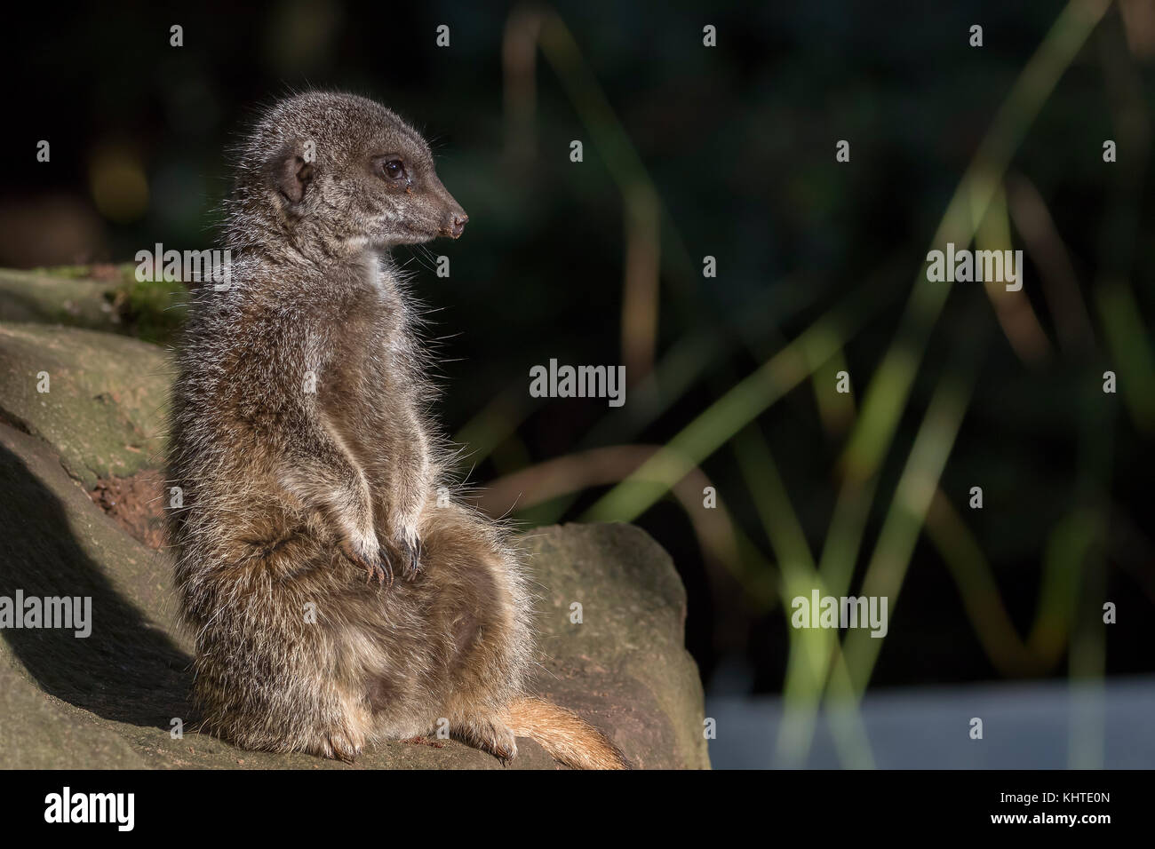 Meerkat claws close hi-res stock photography and images - Alamy