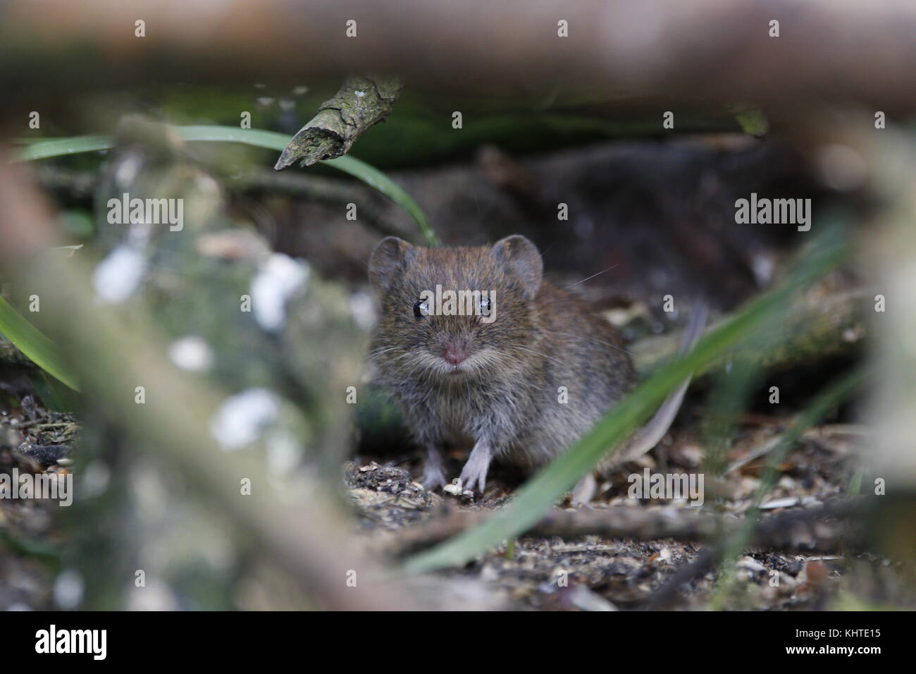 wood mouse, Apodemus sylvaticus, close up portrait while searching ...