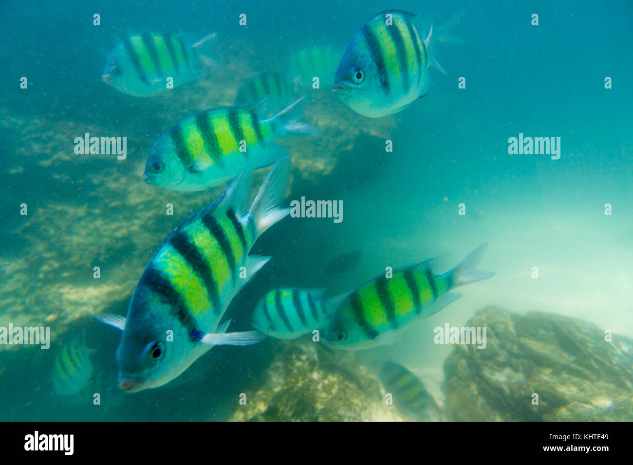 Group of coral fish in Andaman Sea Stock Photo - Alamy