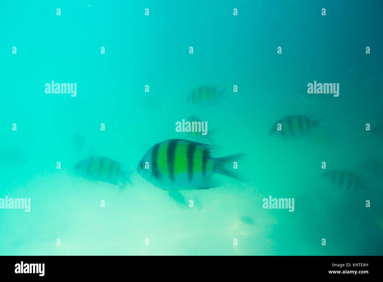 Group of coral fish in Andaman Sea Stock Photo - Alamy