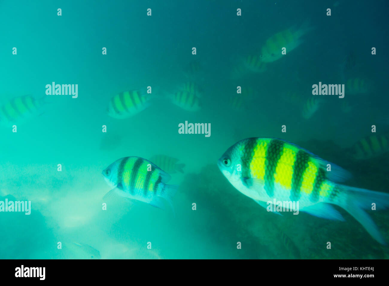 Group of coral fish in Andaman Sea Stock Photo - Alamy