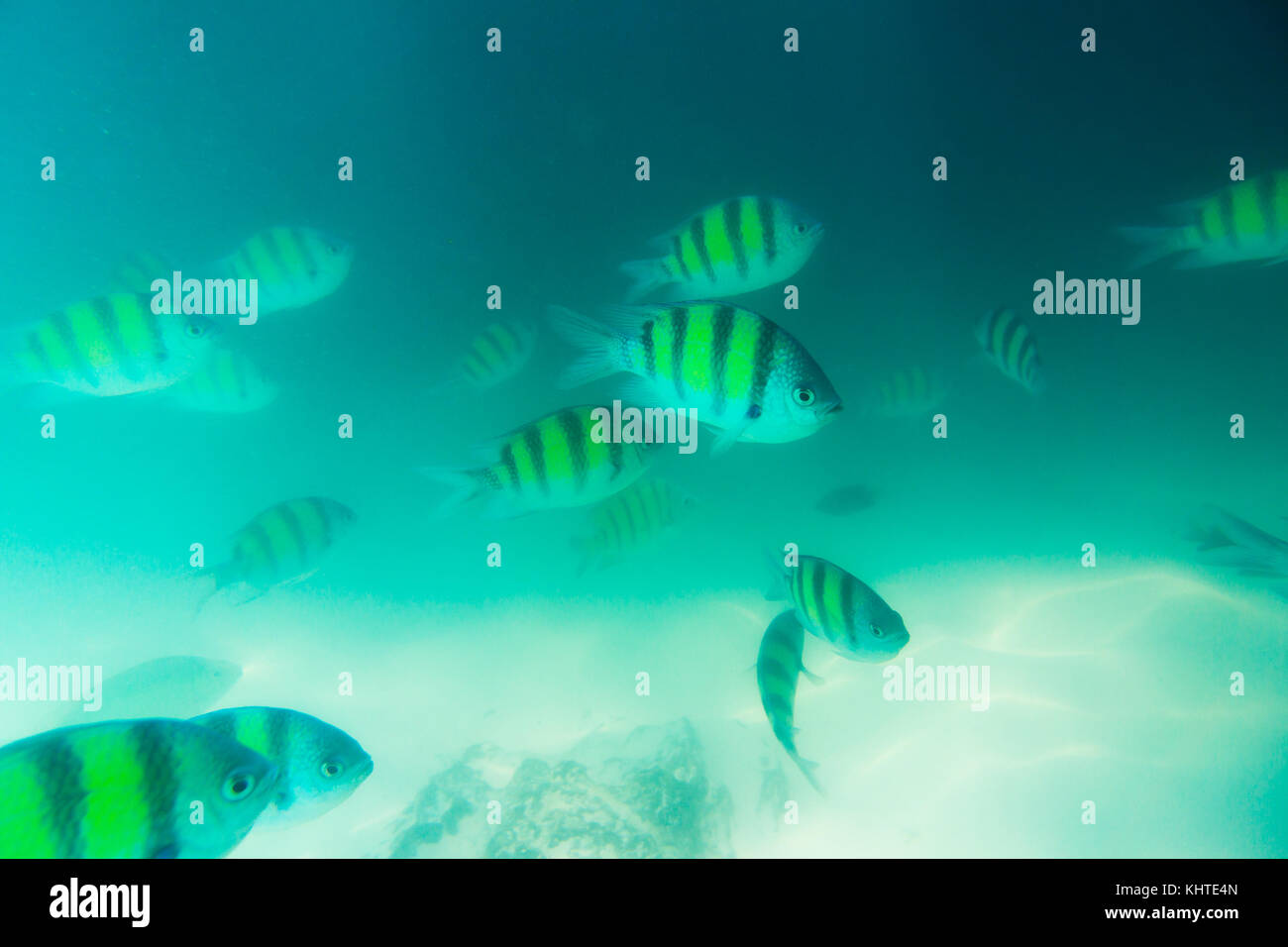 Group of coral fish in Andaman Sea Stock Photo - Alamy