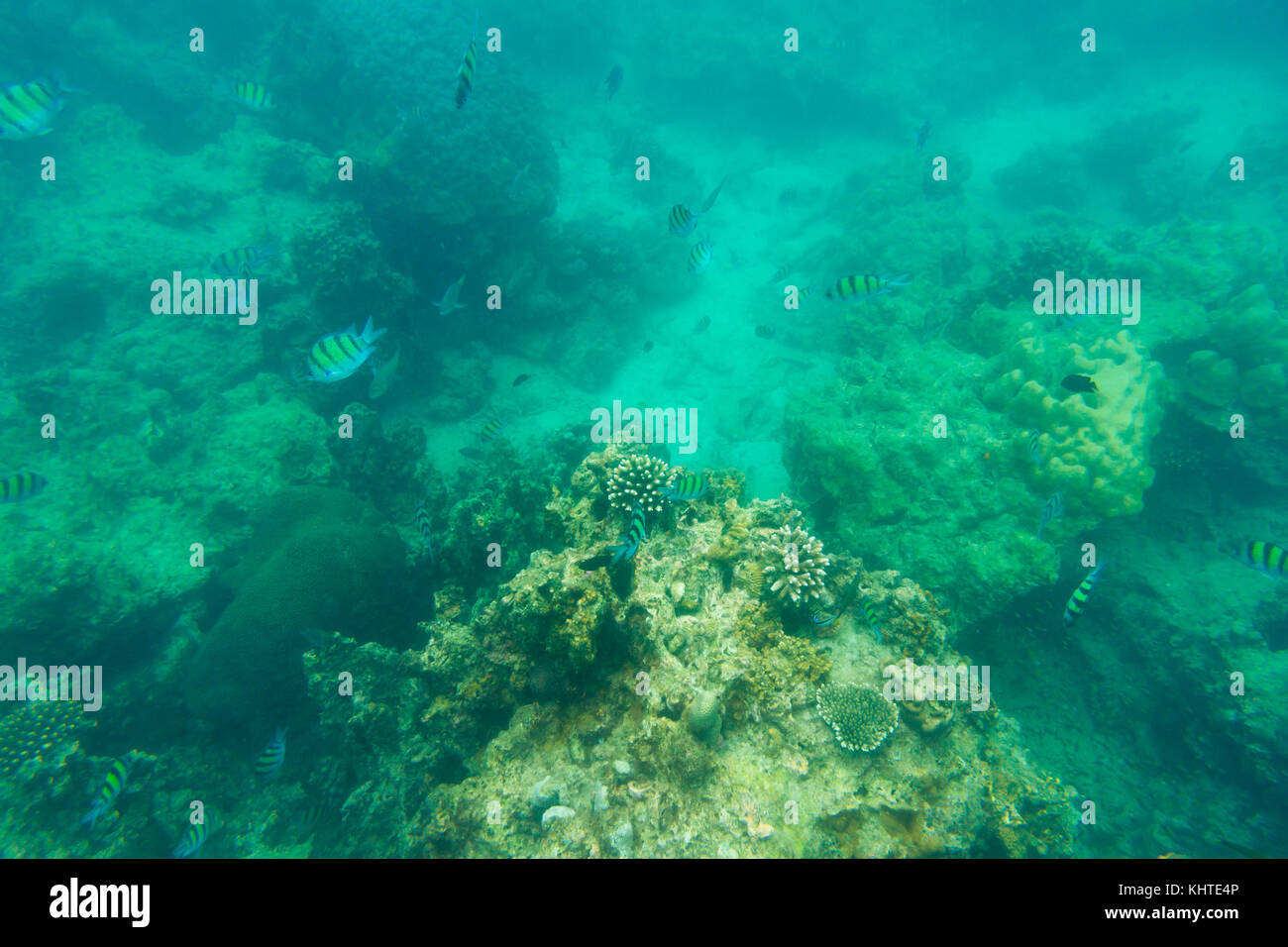 Group of coral fish in Andaman Sea Stock Photo - Alamy