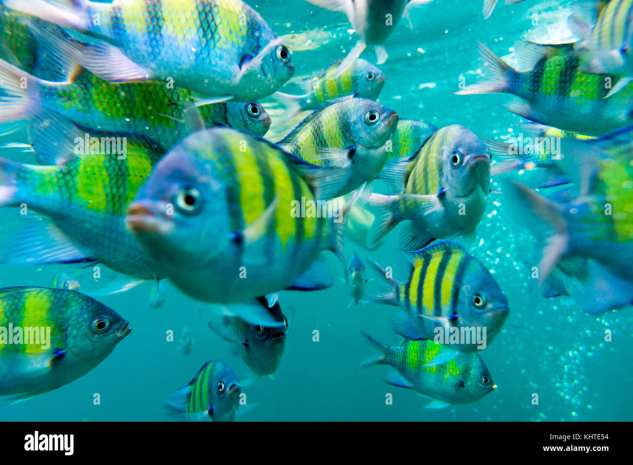Group of coral fish in Andaman Sea Stock Photo - Alamy
