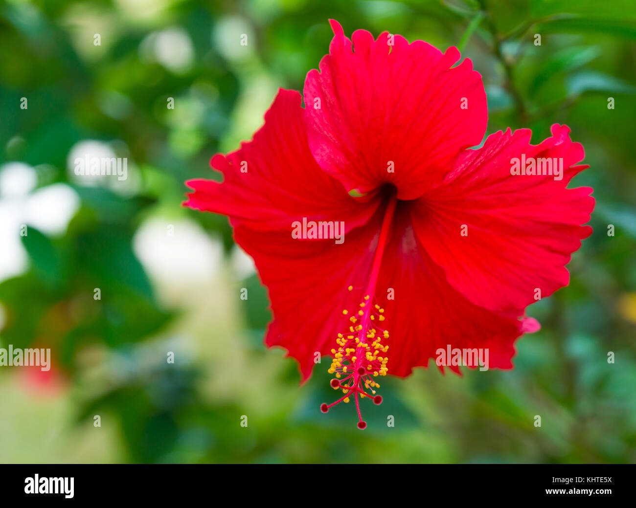 Red flower Hibiscus Stock Photo - Alamy