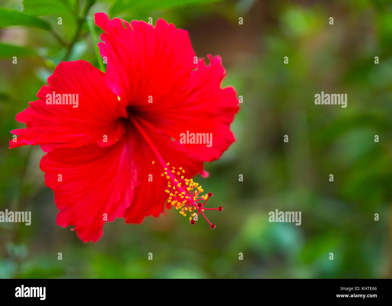 Hibiscus fiji hi-res stock photography and images - Alamy