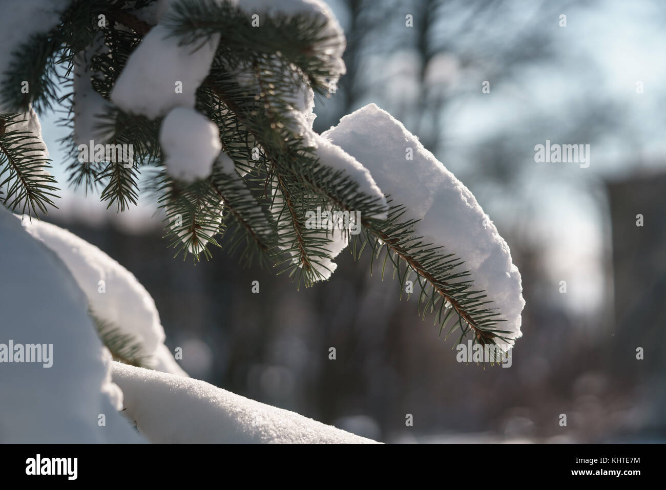 spruce tree in city covered with snow after snowfall Stock Photo - Alamy
