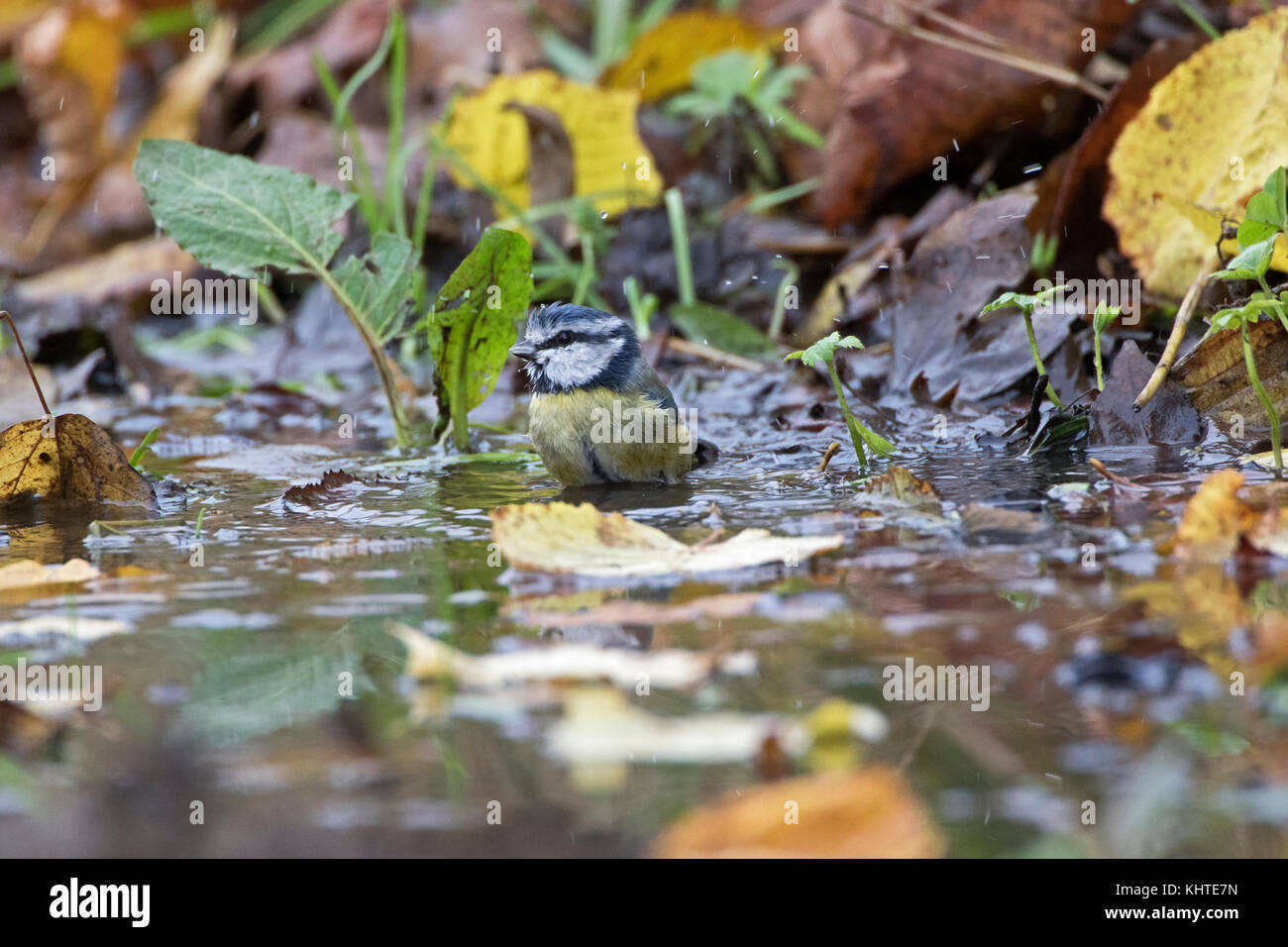 Blue tit bathing in water puddle Stock Photo - Alamy