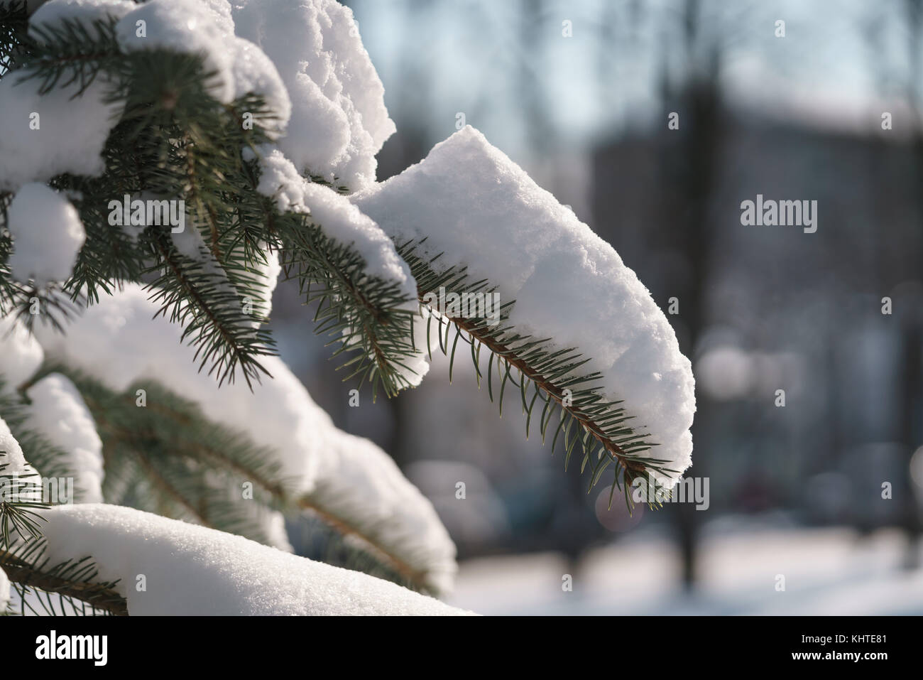 spruce tree in city covered with snow after snowfall Stock Photo - Alamy