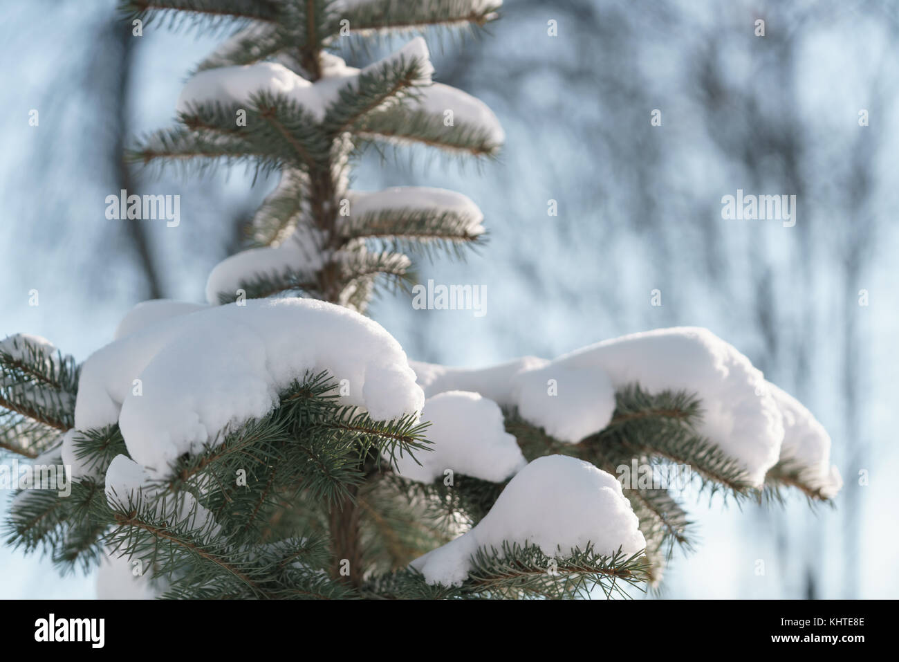 spruce tree in city covered with snow after snowfall Stock Photo - Alamy