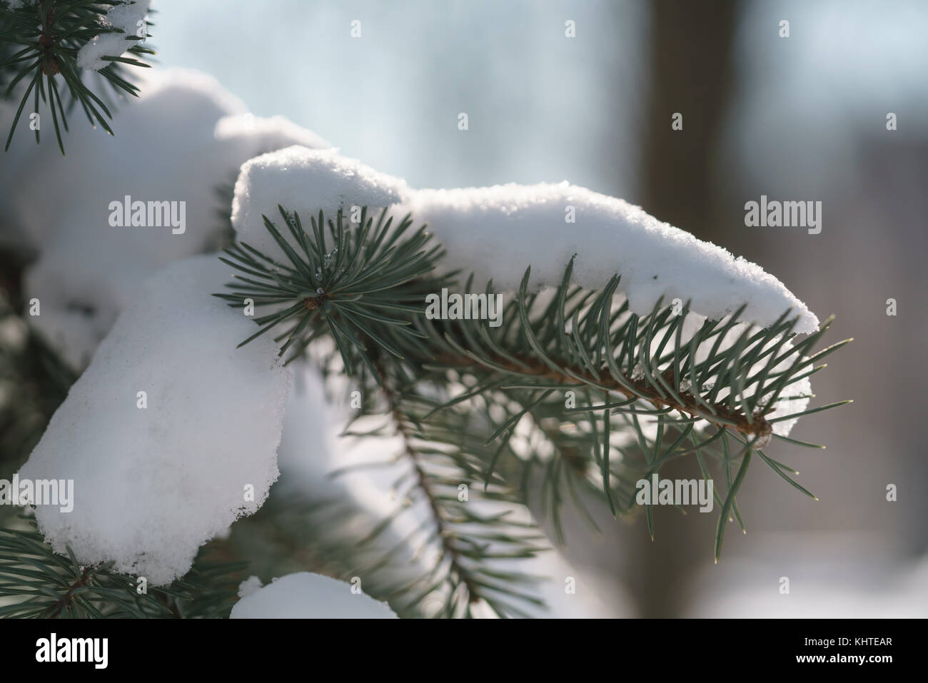 spruce tree in city covered with snow after snowfall Stock Photo - Alamy