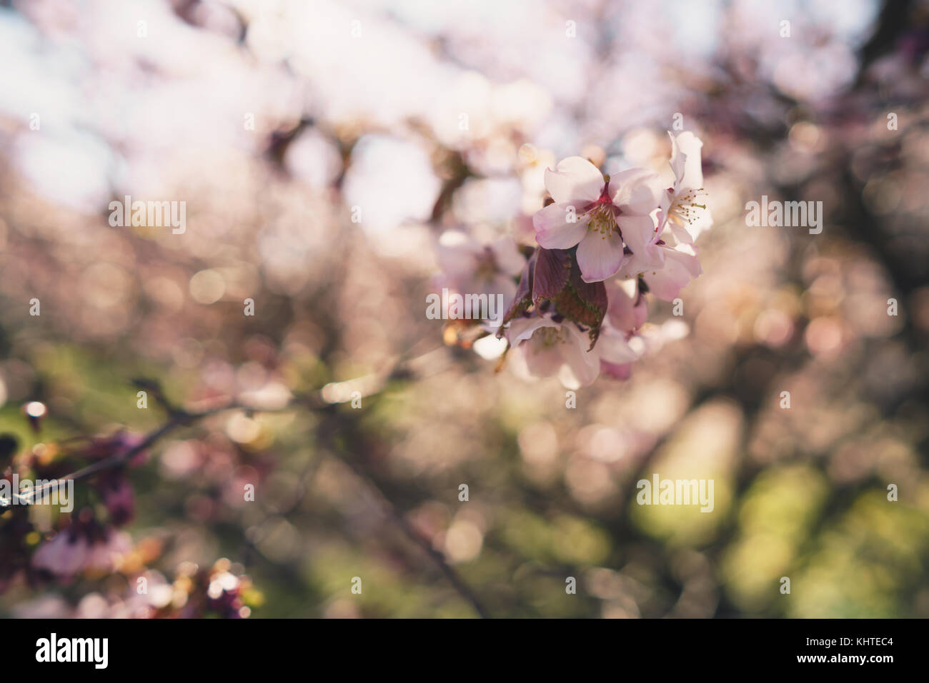 sakura blossom in warm spring morning Stock Photo - Alamy