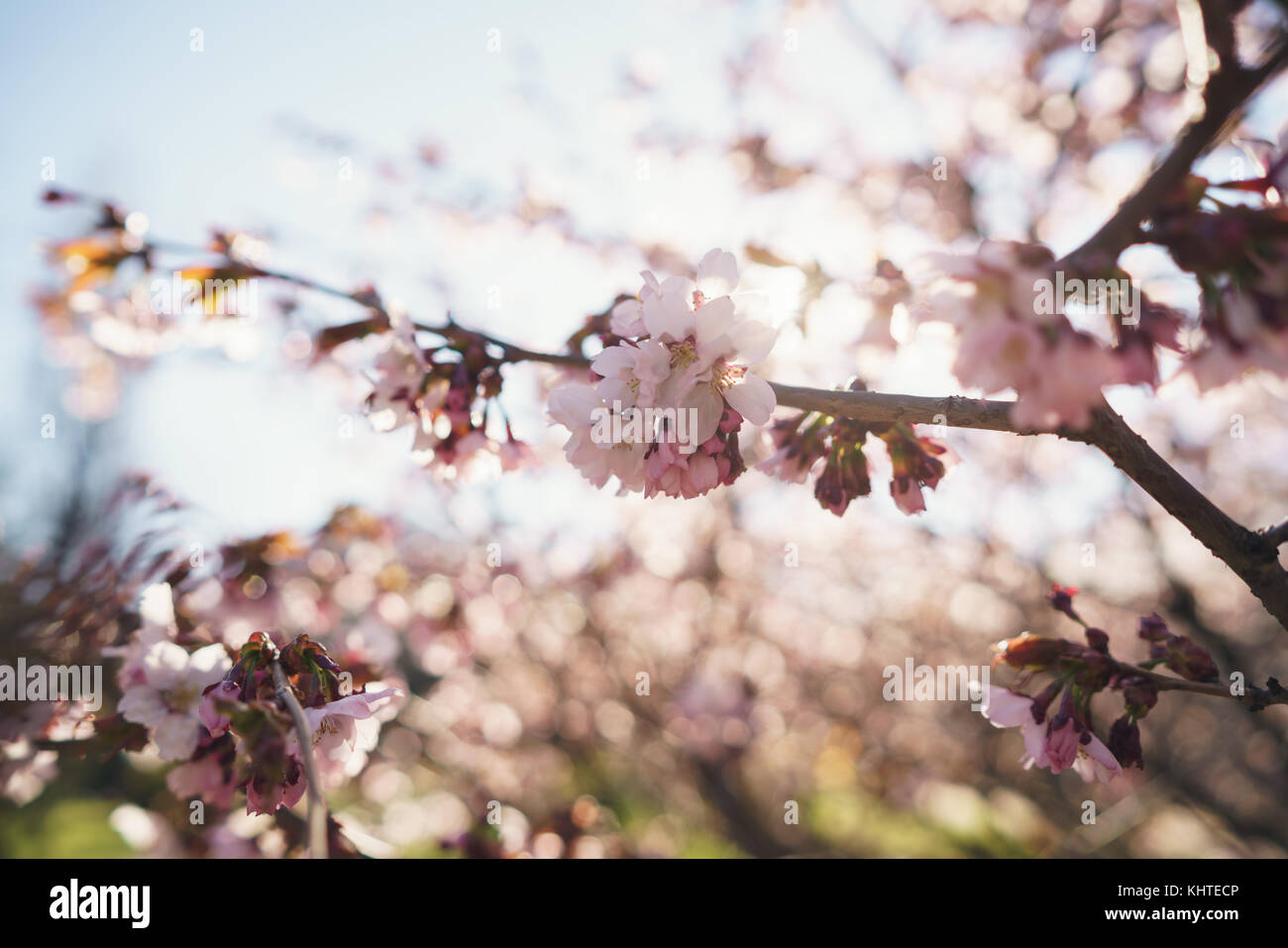 sakura blossom in warm spring morning Stock Photo - Alamy