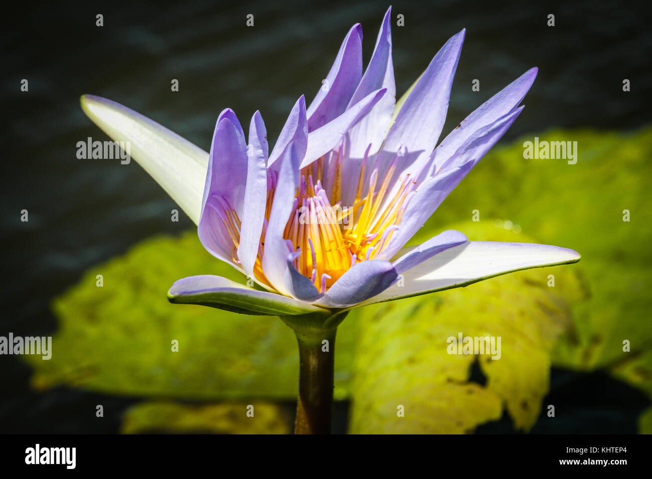Safari sunset flower hi-res stock photography and images - Alamy