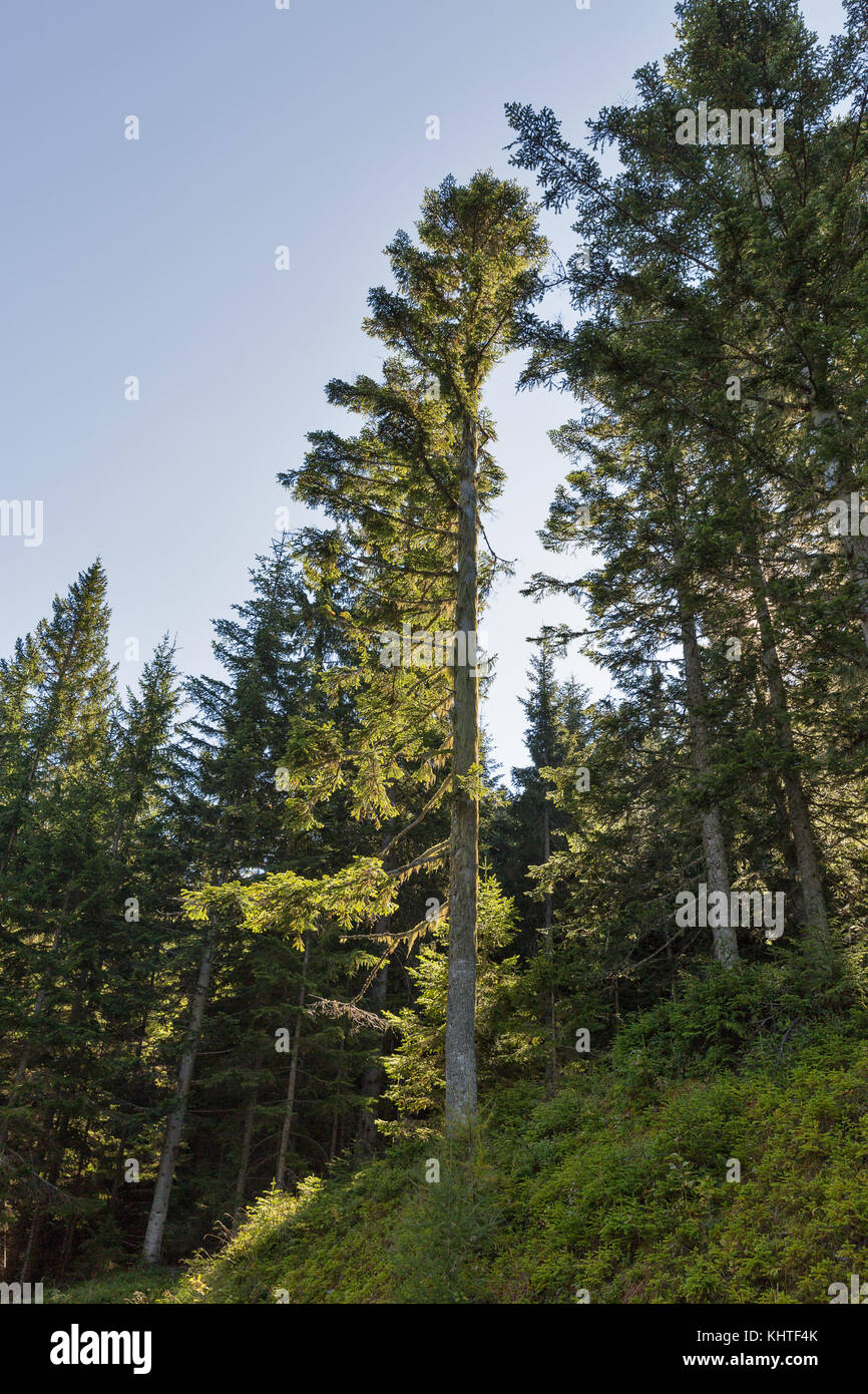 Alpine mountain woods landscape in Western Carinthia, Austria Stock ...