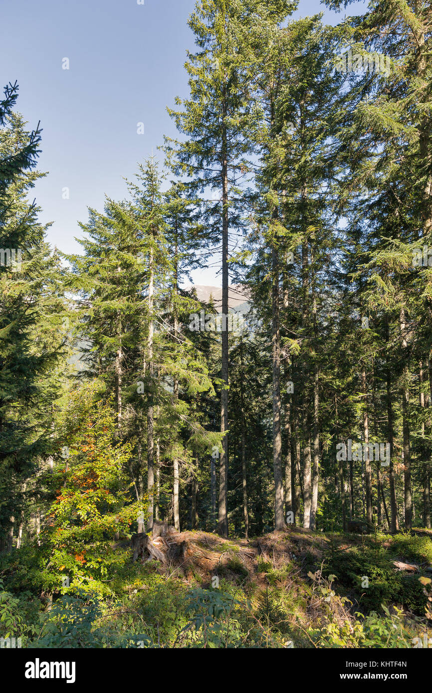Alpine mountain woods landscape in Western Carinthia, Austria Stock ...