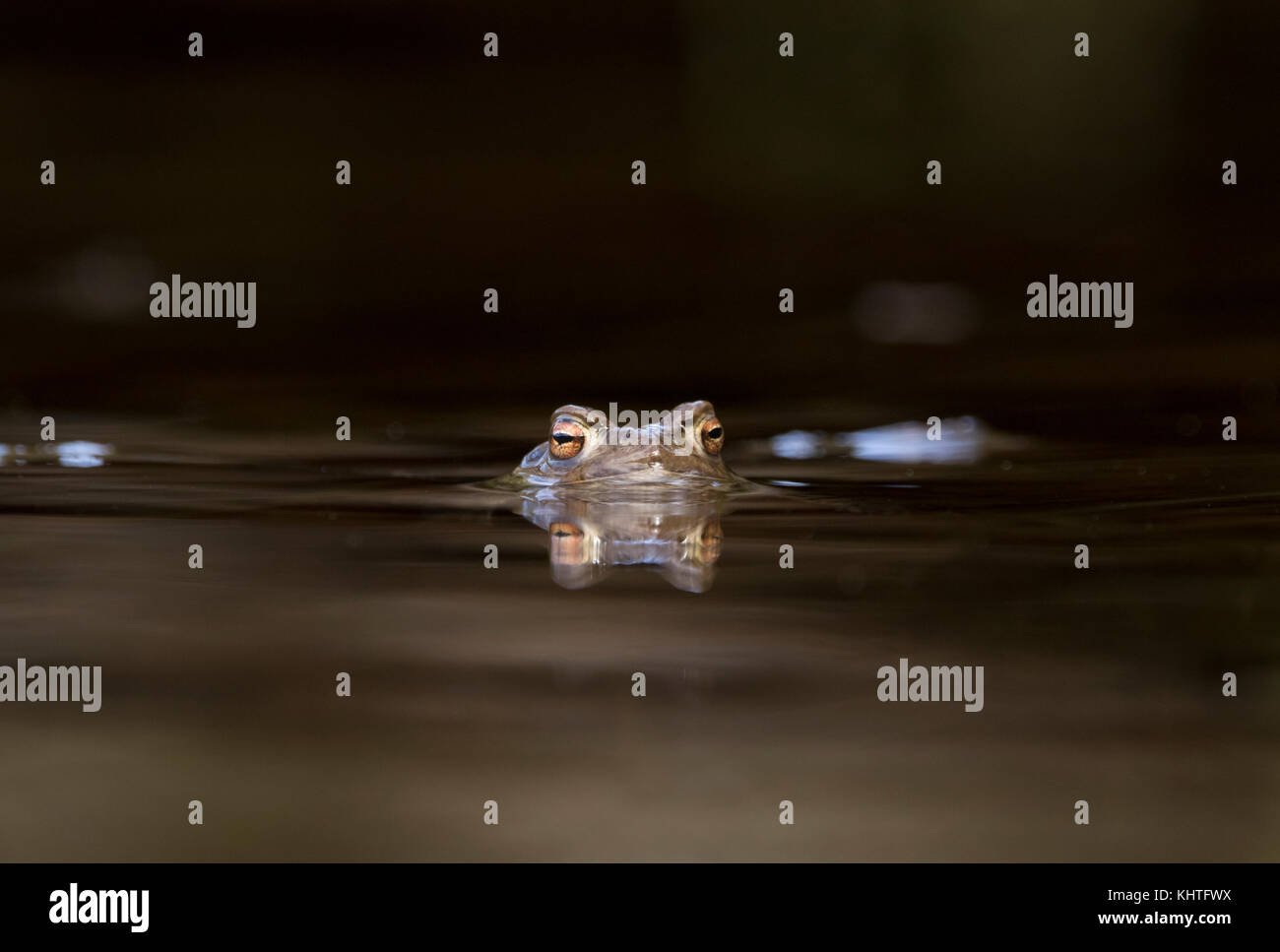 Common Frog Rana Temporaria In Water With Reflection During Spawning 8905