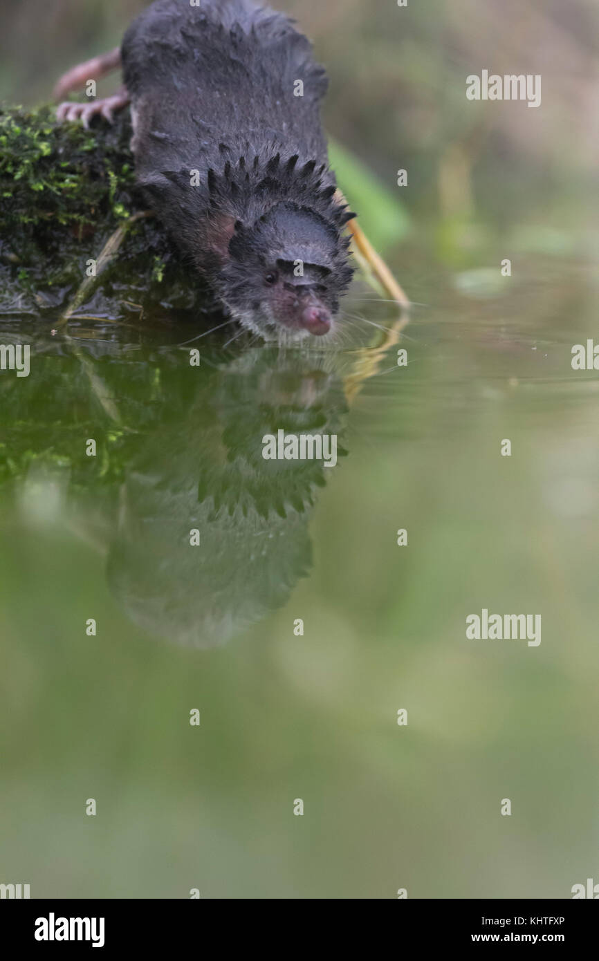 Water Shrew High Resolution Stock Photography and Images - Alamy