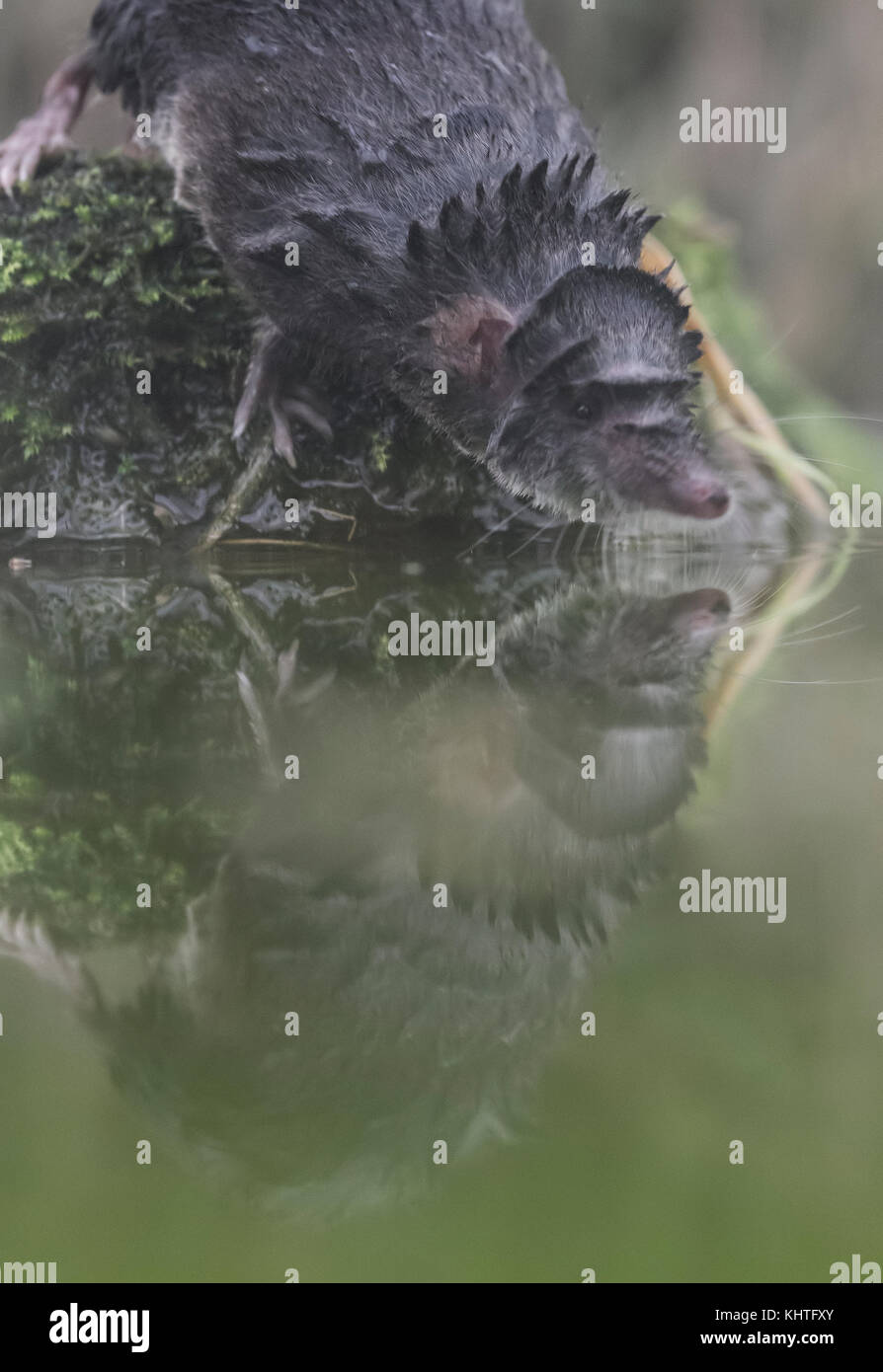 Water Shrew High Resolution Stock Photography and Images - Alamy